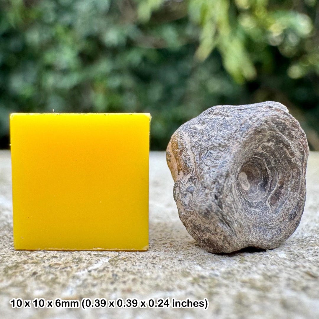 Fossil Fish/shark British Vertebra, Gault Clay, Folkestone - Etsy