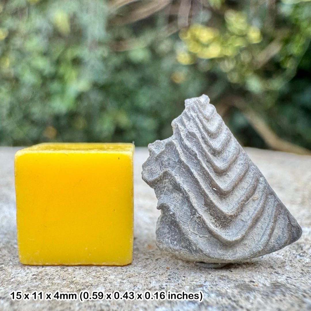 Rare: Cretiscapellum Glabrum Fossil Barnacle Fragment Cretaceous ...