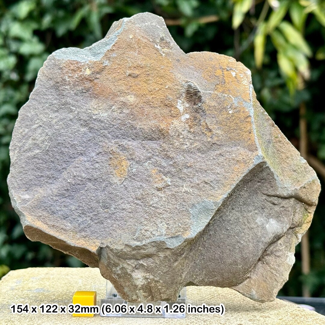 Rare British Trilobite ogyginus Fossil Partial Impression Ordovician ...