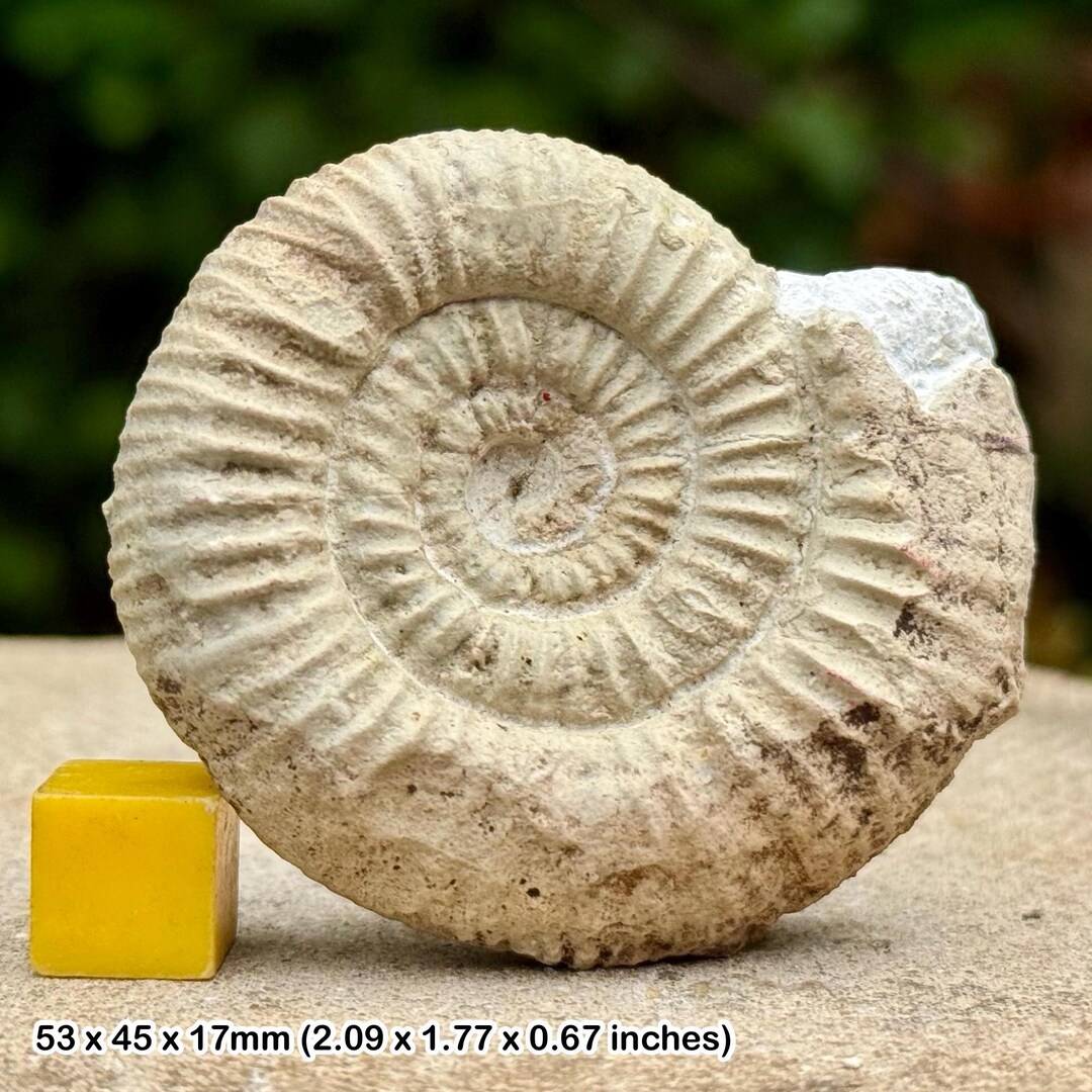 Perisphinctes Adelus Fossil Ammonite – Middle Oxfordian Jurassic ...