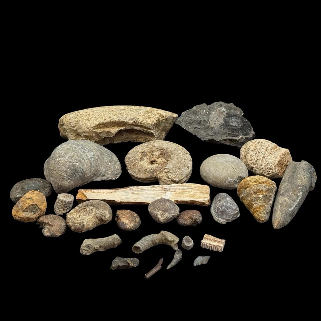 1kg Bulk British Fossil Mix - 26 X Fossils Budget Mix - (including ...