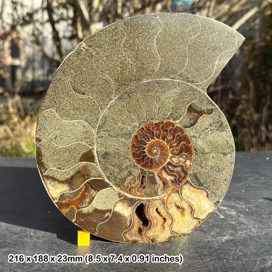 Giant Fossilised Cut & Polished Ammonite Single Fossil Section ...