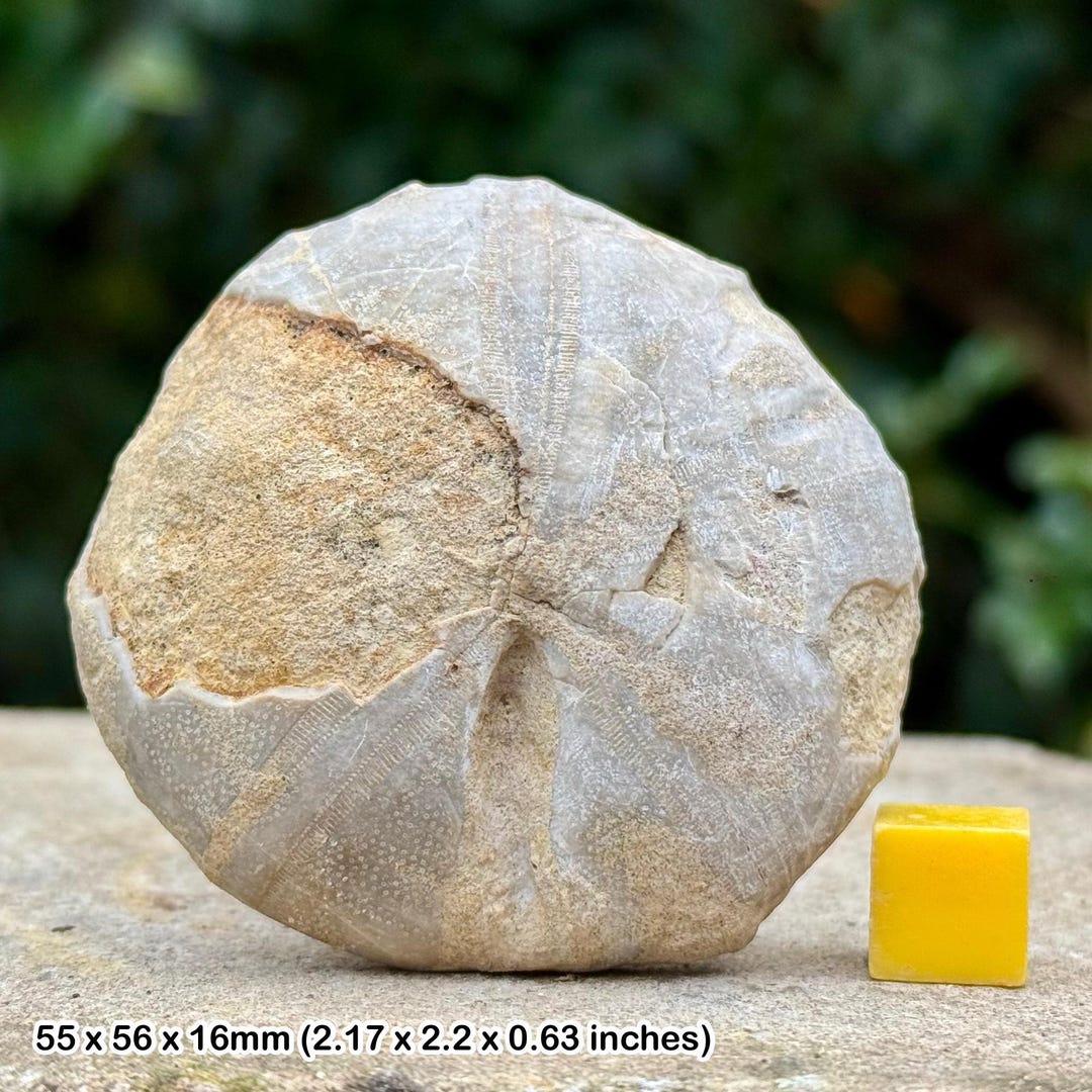 Rare Clypeus Ploti Fossil Echinoid – Inferior Oolite, Jurassic, Banbury ...