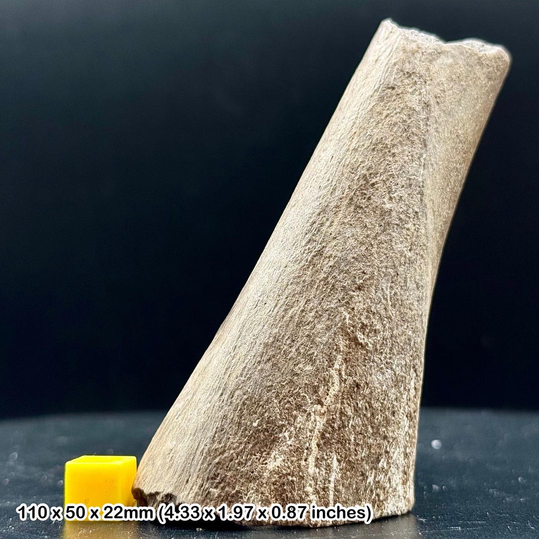 Lapparentosaurus Dinosaur Limb Bone Fossil, Middle Jurassic, Madagascar ...