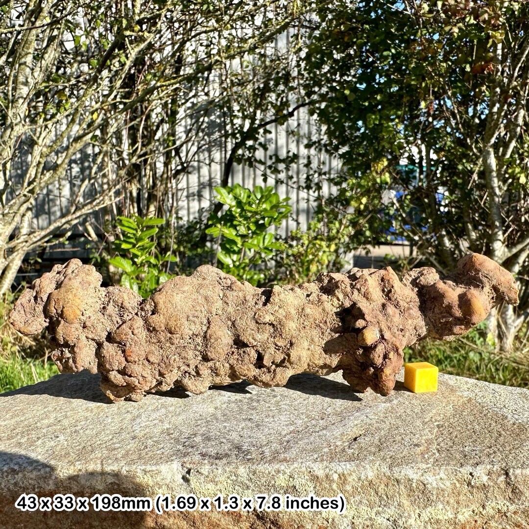 Giant Turtle Coprolite Fossil poo, Eocene Age, Madagascar, Genuine ...