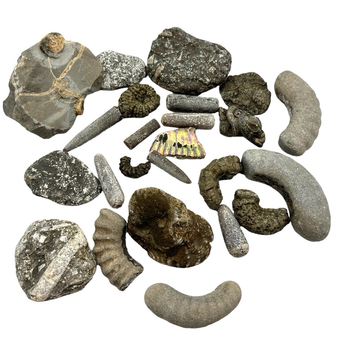 1kg Bulk Jurassic Coast 24 X Fossils Budget Mix Dorset Lot Genuine ...