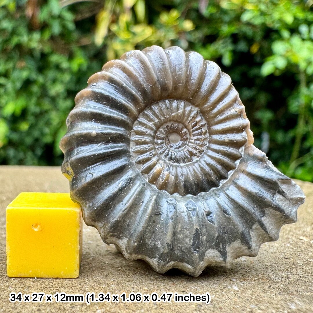 Rare Androgynoceras Fossil Ammonite Green Ammonite Beds, Lower Lias ...