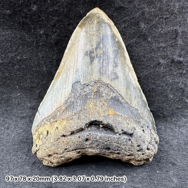 Auténtico diente fósil de tiburón Carcharodon megalodon - Era del ...