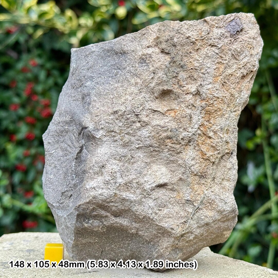 Fossil Crocodile Scute | Cretaceous Era | Genuine Specimen | Cert. of ...