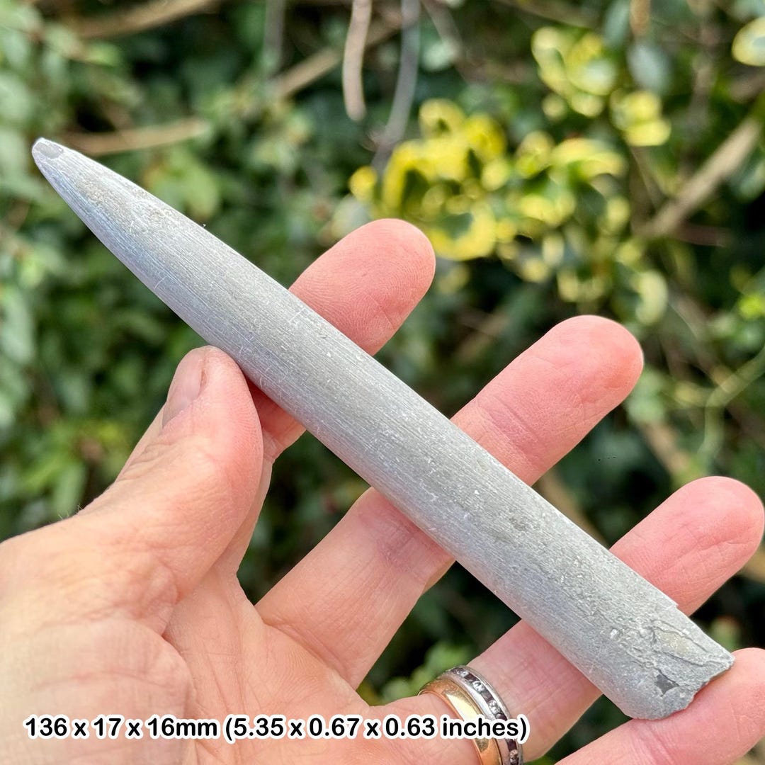 5" Rare Fossil Belemnite – Megateuthis Giganteus, Pliensbachian ...