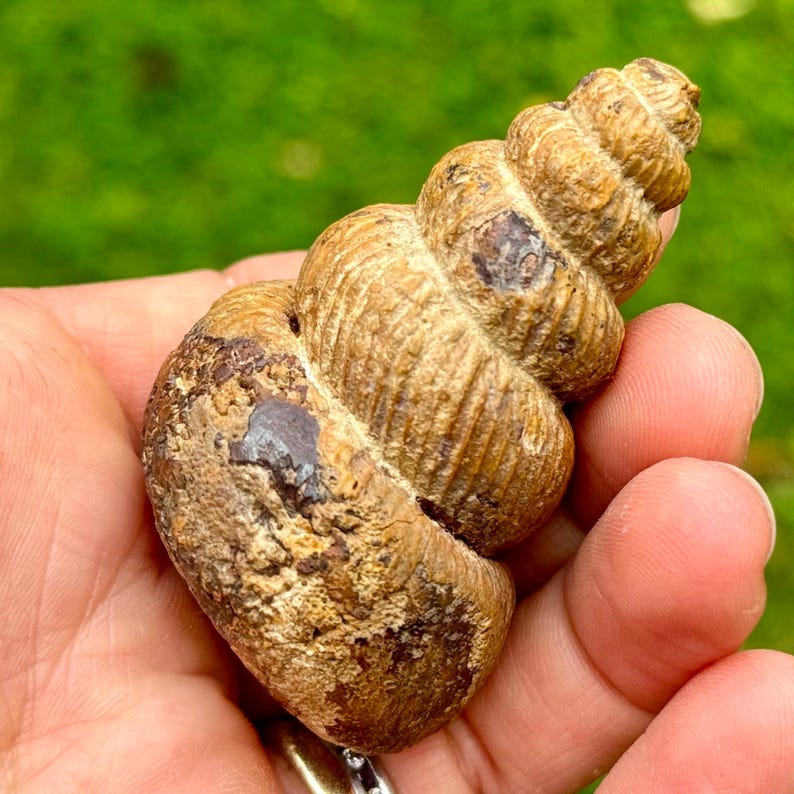 Rare Bostrychoceras Indicum Fossil Heteromorph Ammonite | Lower ...