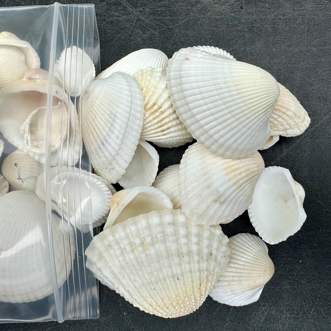 250g White Litop Cockle Shell for Beach Decor and Crafts - Etsy