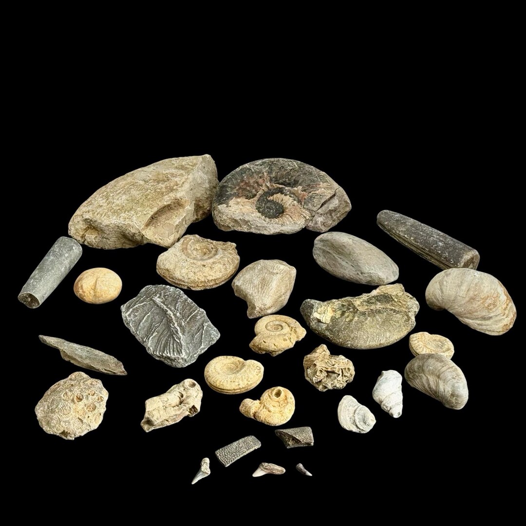 1kg Bulk British Fossil Mix - 27 X Fossils Budget Mix - (including ...