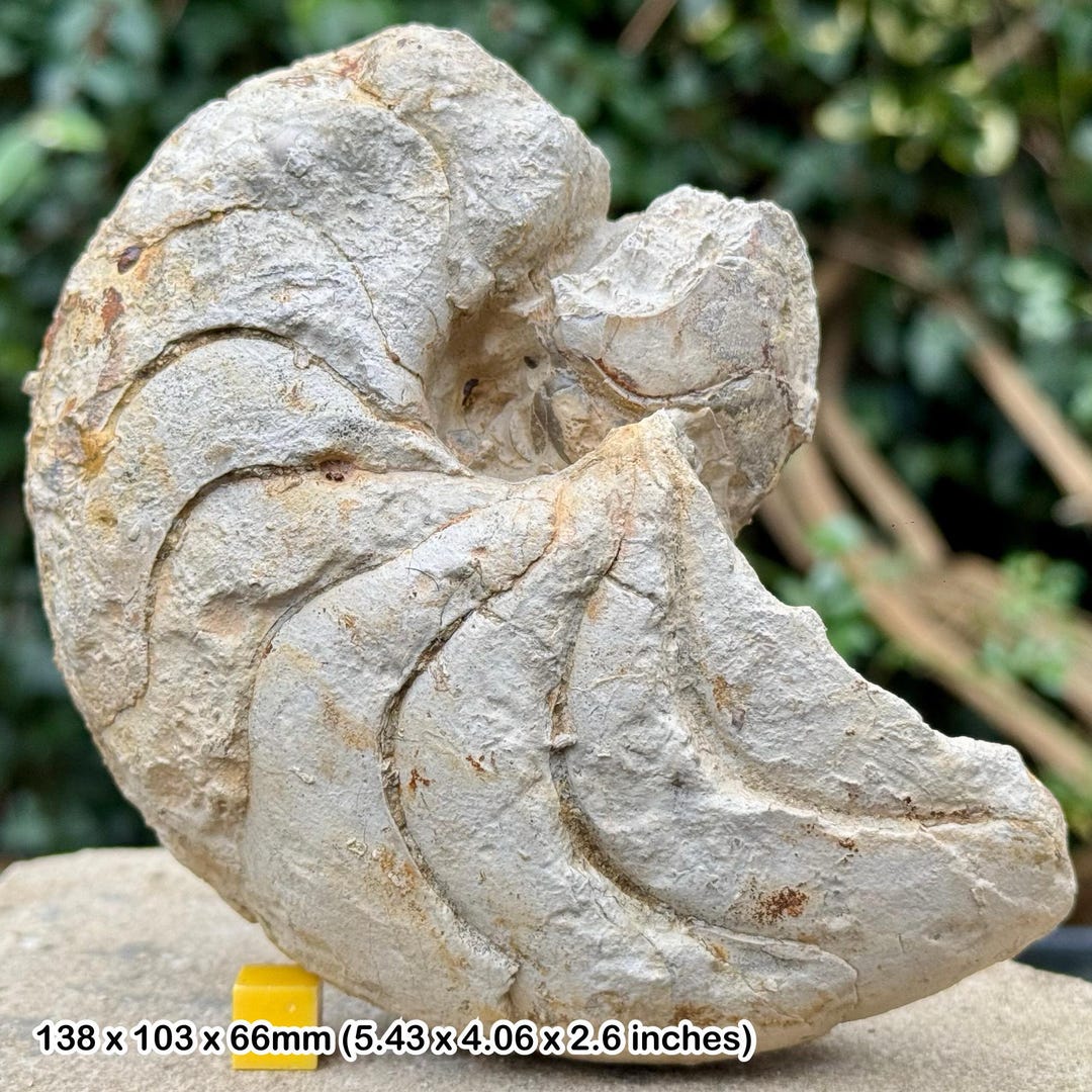 Cenoceras Fossil Nautilus | Jurassic Beacon Limestone Ilminster ...