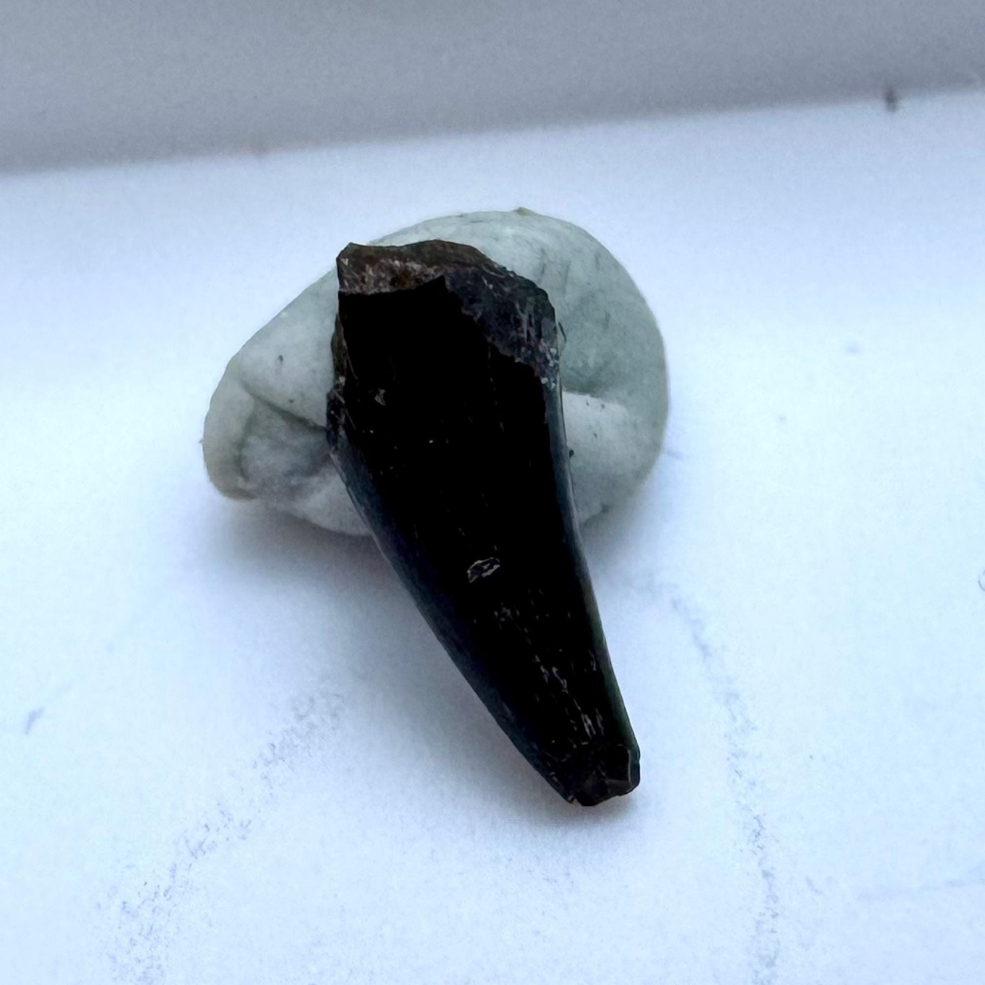 Rare Plesiosaur Tooth Fossil (cryptoclidus Eurymerus), Jurassic Era ...