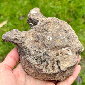 Rare Ichthyosaur Vertebra Bone Fossil – Jurassic, Kimmeridge Clay ...