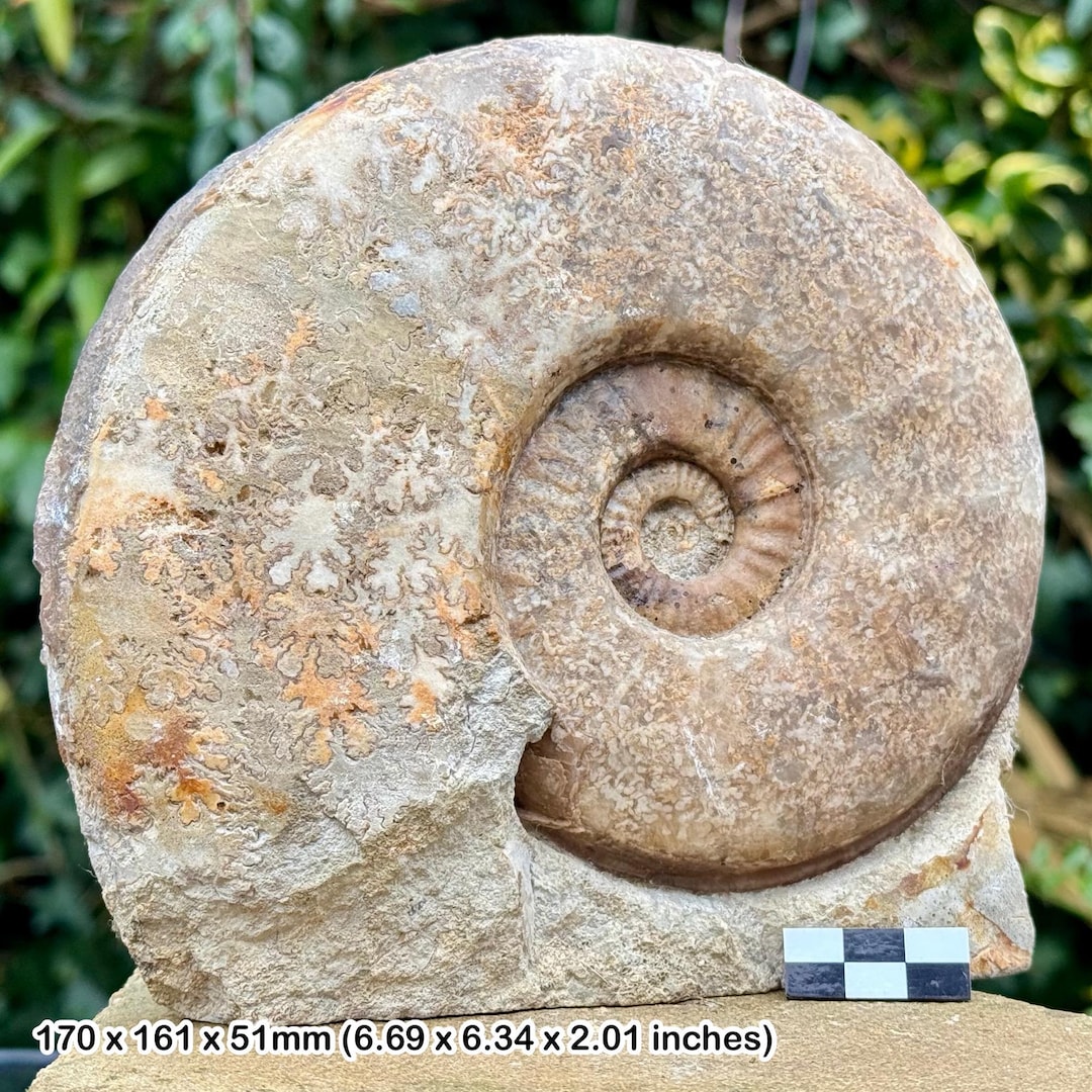 Rare 7" Sonninia Euhoploceras Acanthodes Fossil Ammonite – Jurassic, UK ...