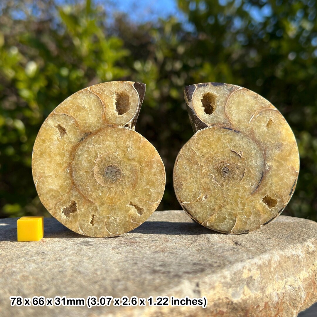 Cut & Polished Fossil Ammonites Matching Pair - Ammonoids Marine ...