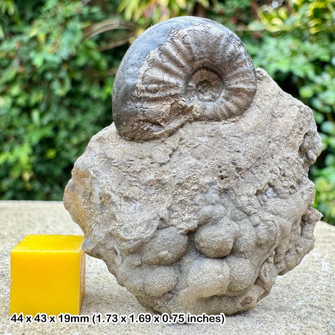 Gleviceras Golden Pyrite Fossil Ammonite Jurassic Coast, Black Ven ...