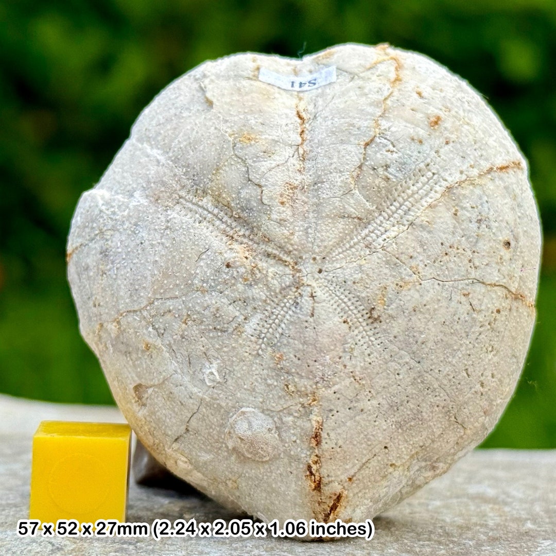 Rare Micraster Heart Fossil Echinoid Cretaceous Seaford Chalk, Seven ...