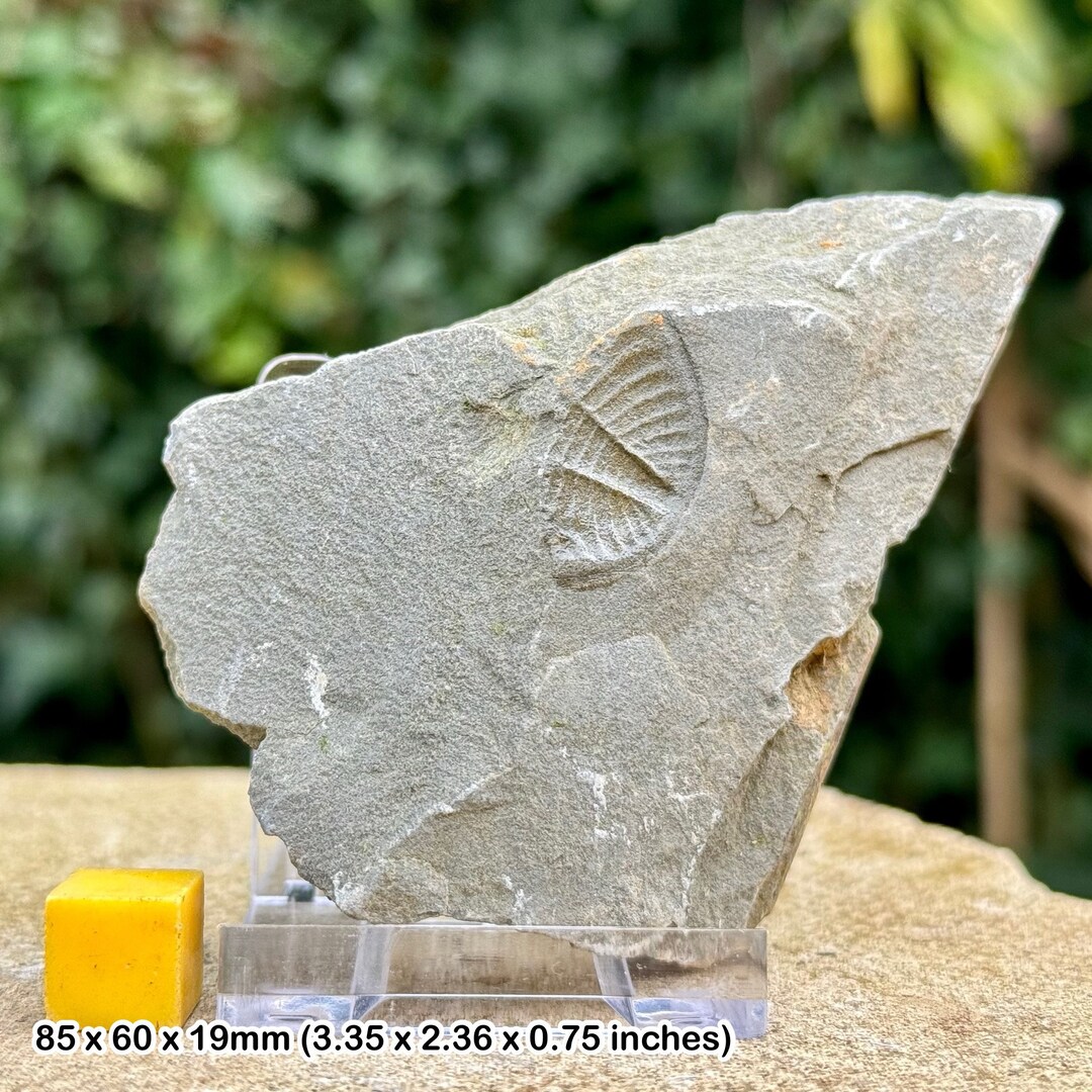 Rare British Trilobite ogyginus Fossil Partial Impression Ordovician ...