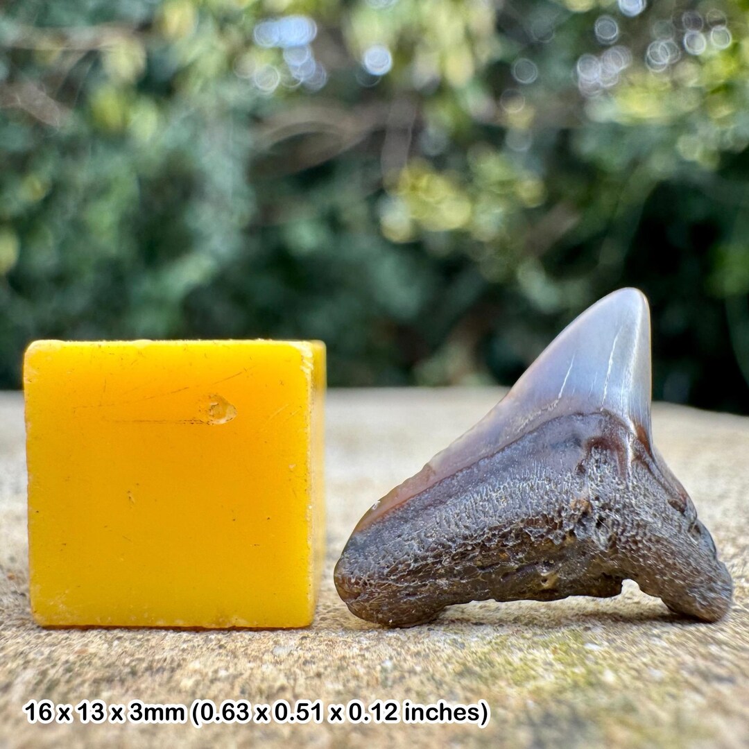 Sphyrna (hammerhead Shark) Fossil Tooth, Pliocene: Indonesia - Genuine ...