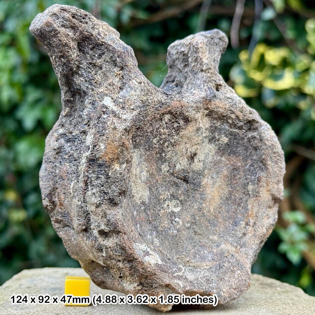Rare Ichthyosaur Vertebra Bone Fossil – Jurassic, Kimmeridge Clay ...
