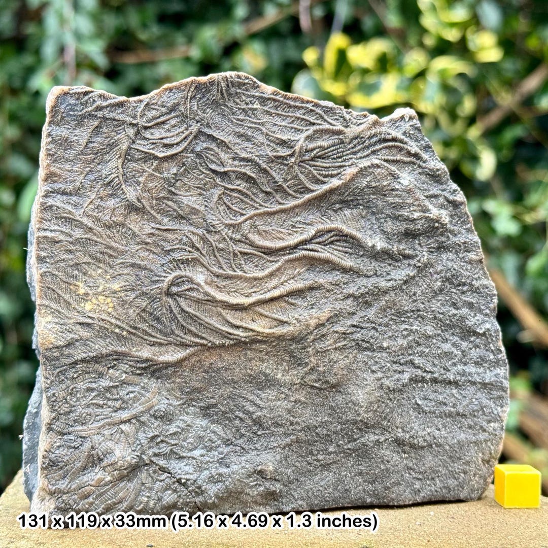 Rare Pentacrinites Crinoid Lily Stems Fossil Slab, Jurassic Coast ...