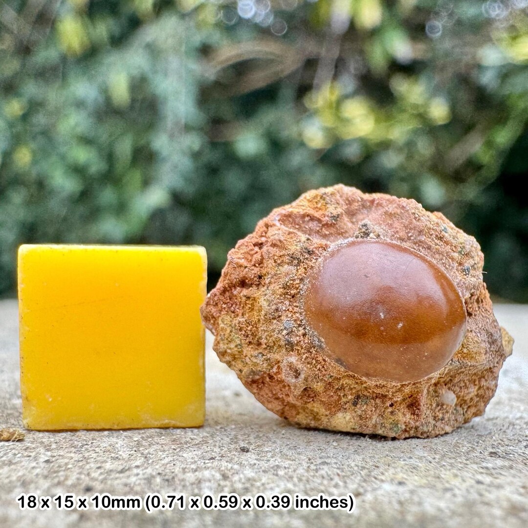 Rare Miocene Ray Tooth Fossil | S'algar, Menorca | Authentic ...