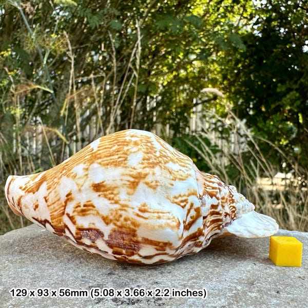 Conch Seashell - Etsy