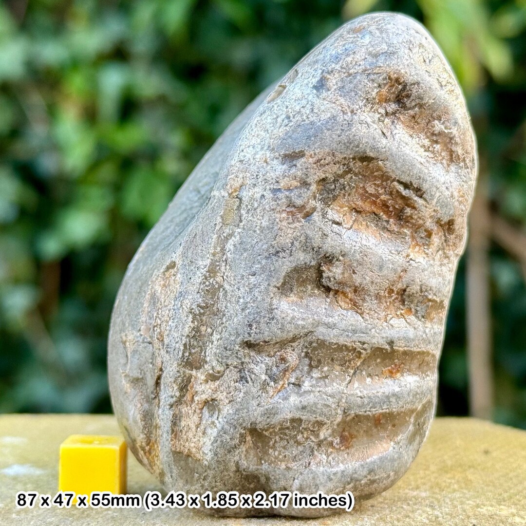 Large Ammonite Chunk - Green Ammonite Beds, Jurassic, Stonebarrow Cliff ...