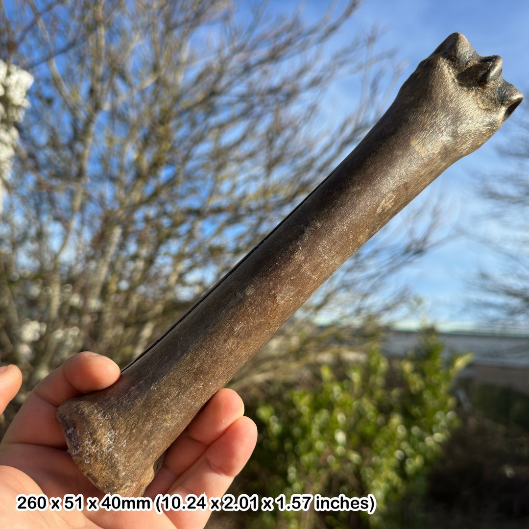 Ice Age Fossil Horse Leg Bone North Sea, Pleistocene, Early Man Genuine ...