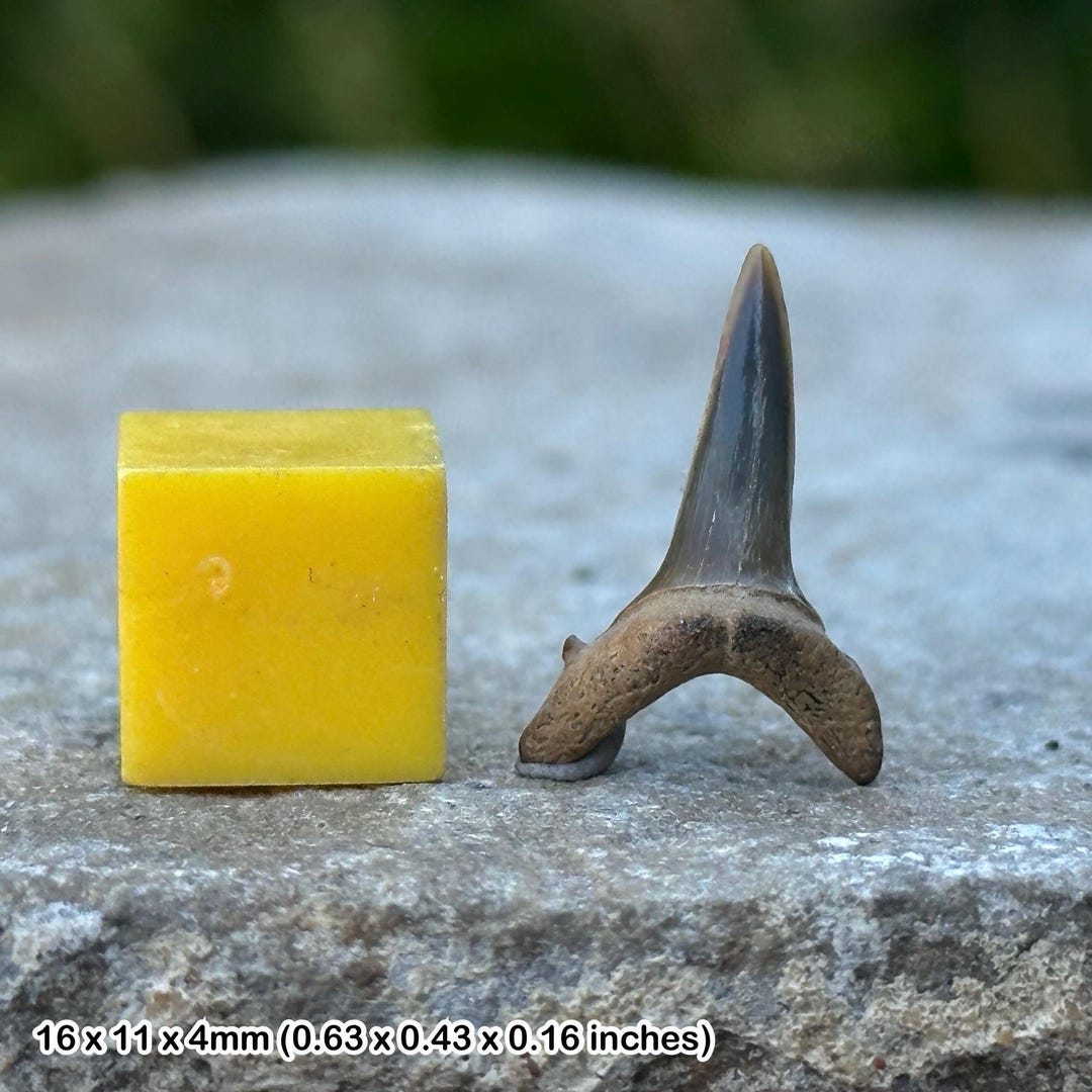 British Fossil Shark Tooth - Eocene London Clay, Harwich, Essex, Uk ...