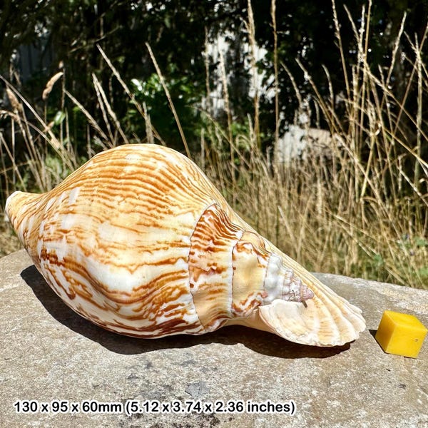 Conch Seashell - Etsy
