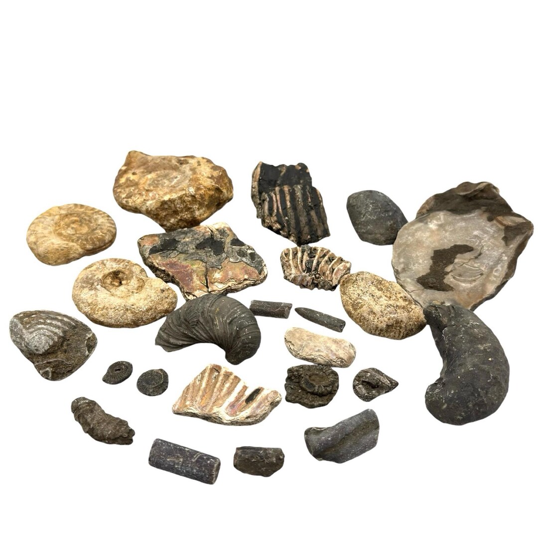 1kg Bulk Jurassic Coast 24 X Fossils Budget Mix Dorset and Somerset Lot ...