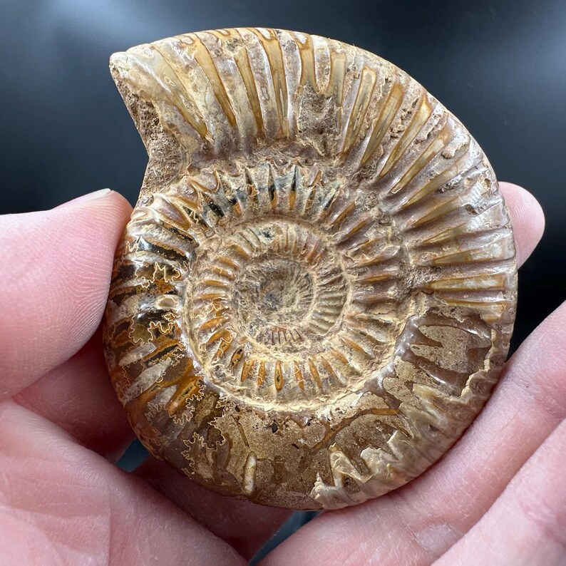 Fossilised Perisphinctes Ammonite, Jurassic, Genuine Fossil - Etsy