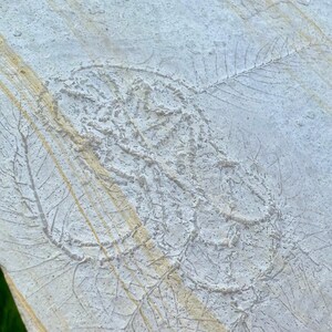 Authentic Floating Crinoid Fossil - Pterocoma Pinnata | Solnhofen ...