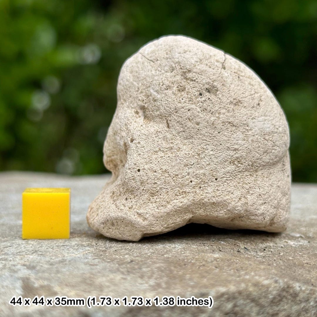 Mammal Coprolite Fossil From Oligocene Era, South Dakota, Usa ...