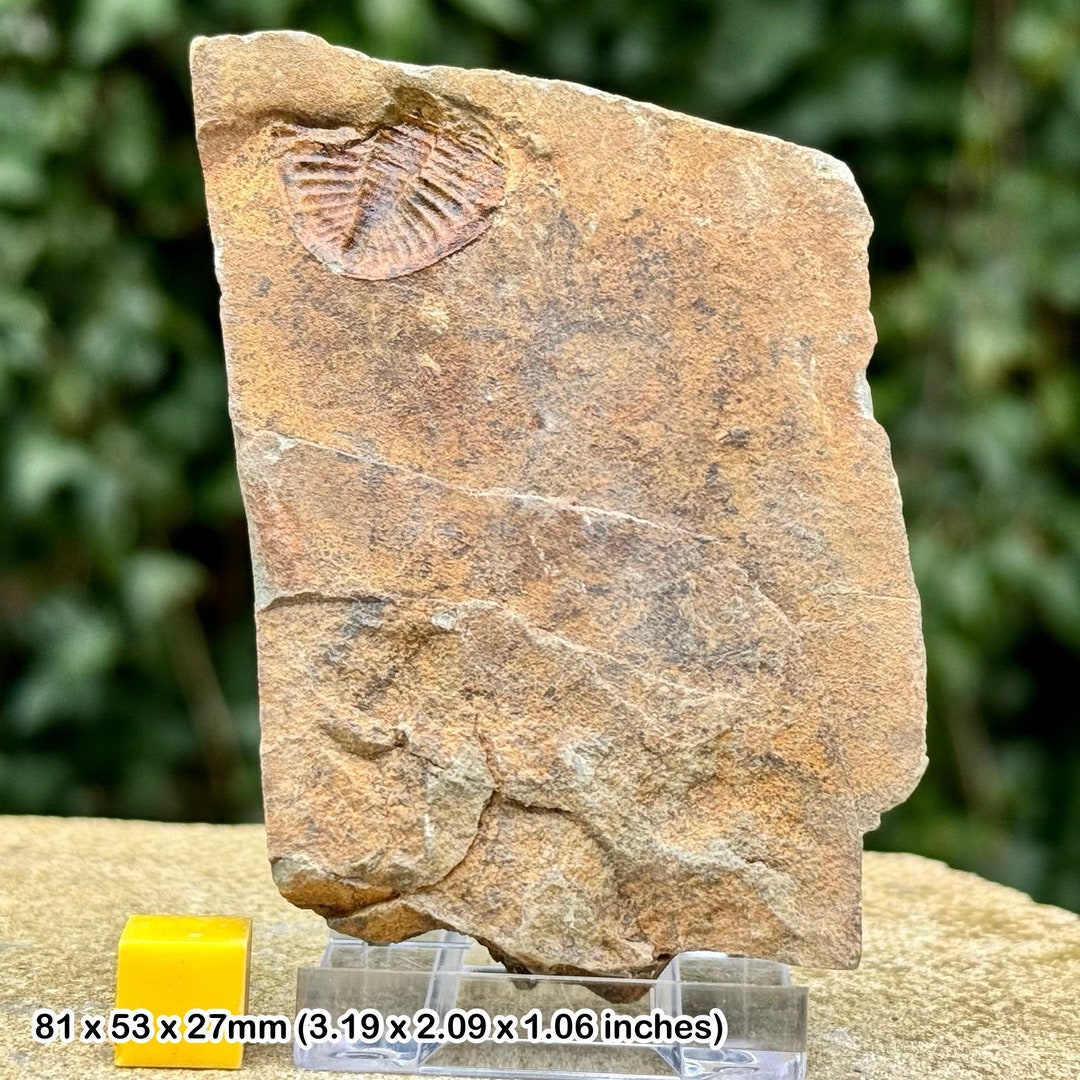 Rare British Trilobite ogyginus Fossil Partial Impression Ordovician ...