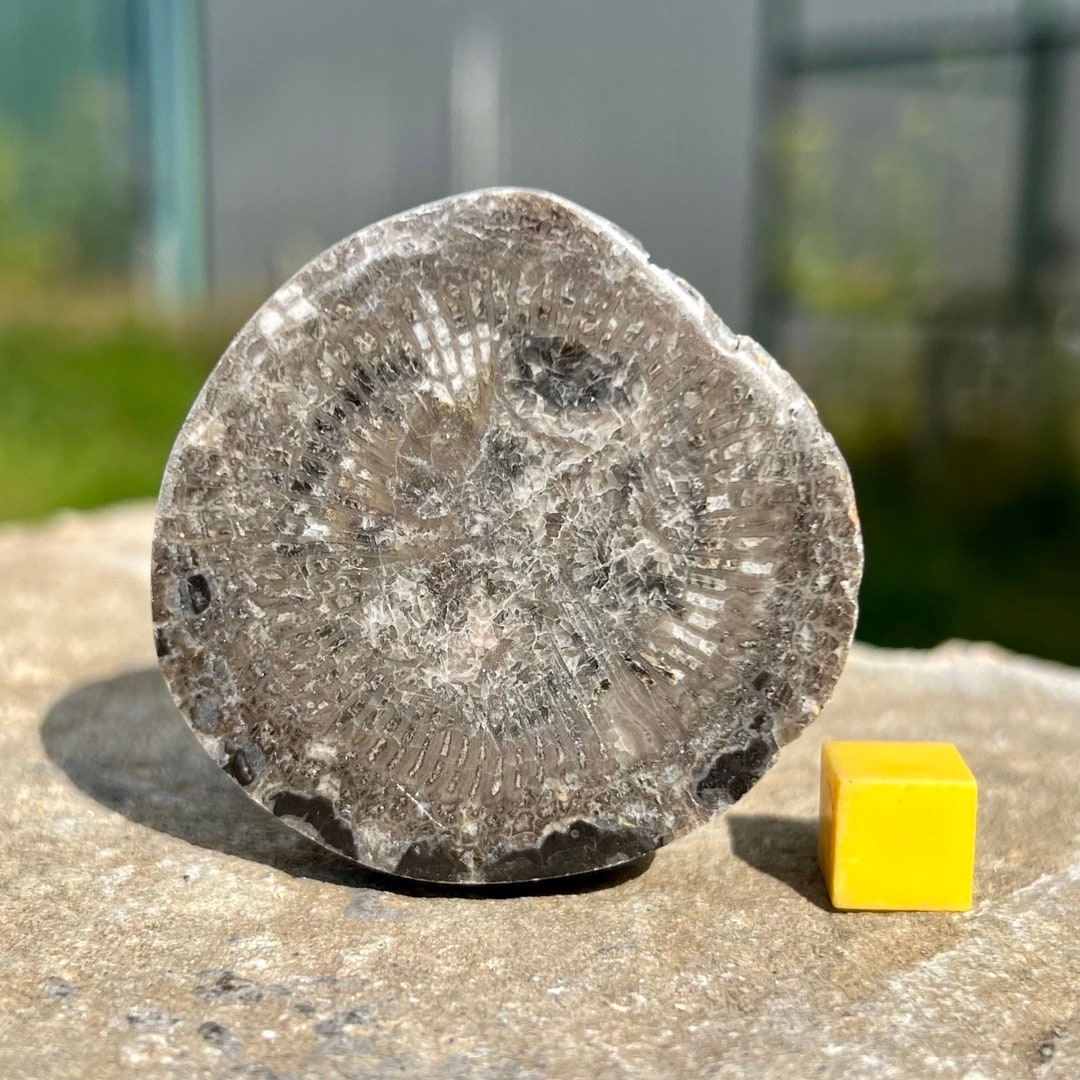 Fósil de coral Caninia en rodajas Espécimen genuino - Etsy España