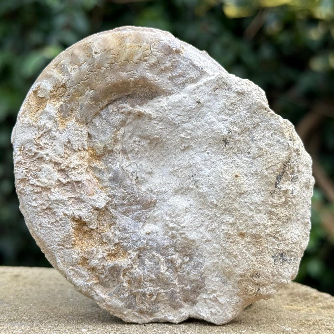 Hildoceras Bifrons Fossil Ammonite | Jurassic Bifrons Zone Beacon ...