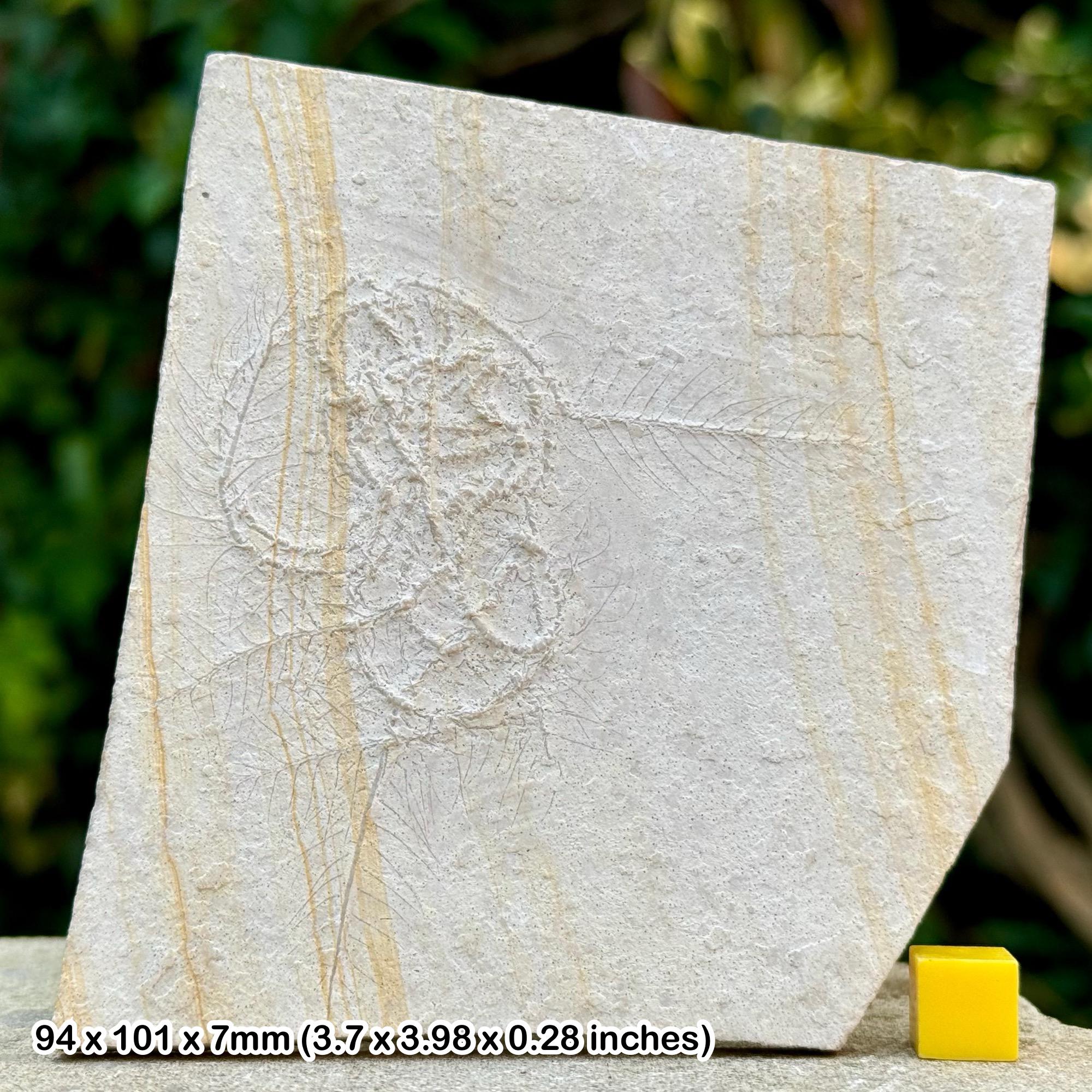 Authentic Floating Crinoid Fossil Pterocoma Pinnata Solnhofen Formation ...