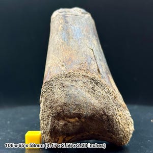 Lapparentosaurus Dinosaur Limb Bone Fossil, Middle Jurassic, Madagascar ...