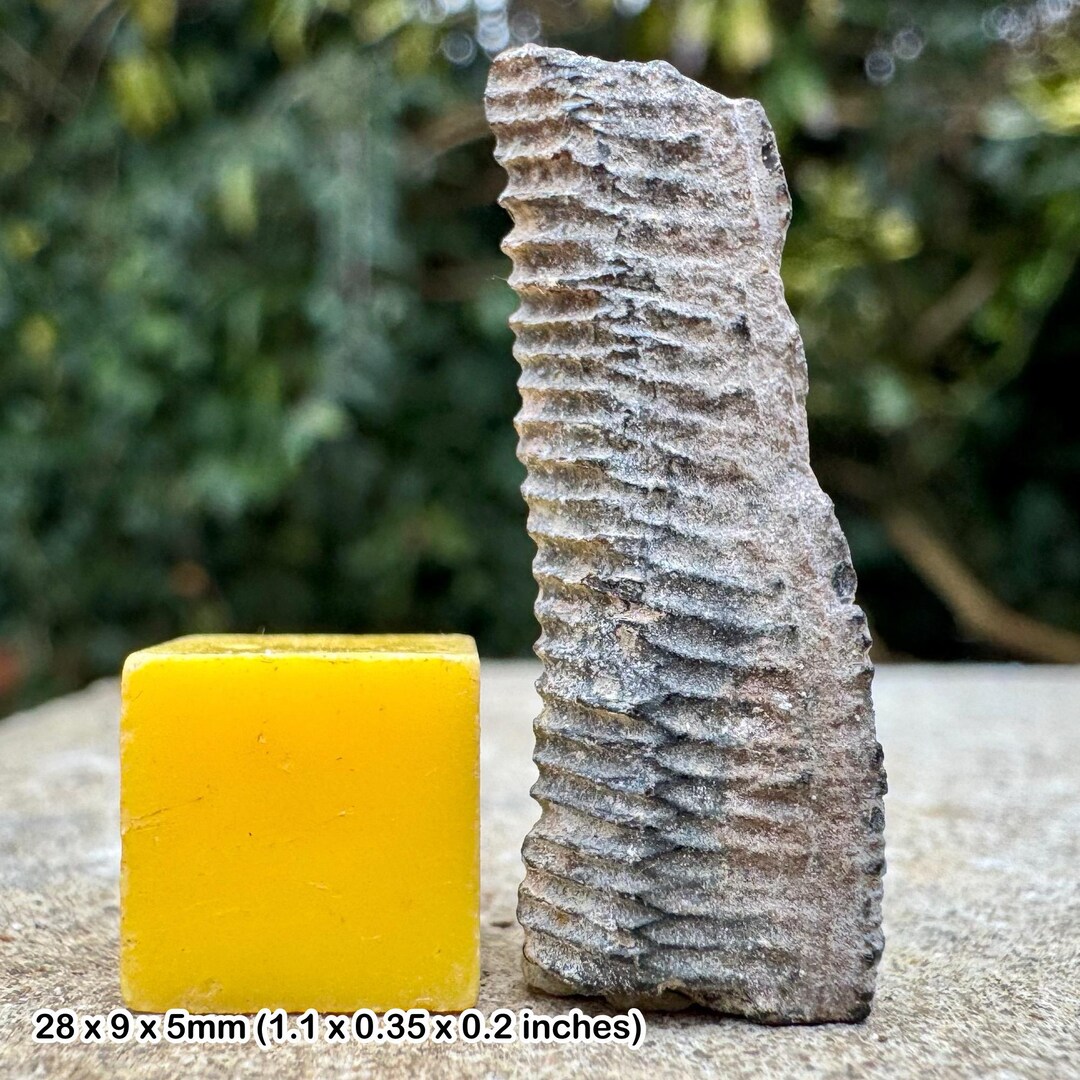 Myliobatis Striatus Eagle Ray Tooth Plate Fossil | Eocene | Lee-on ...