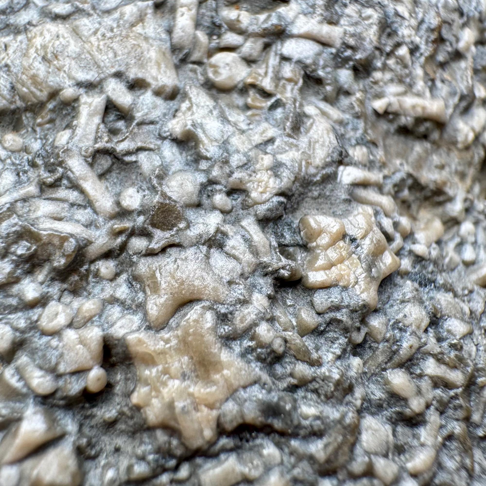 Pentacrinites Crinoid Star Slab Fossil Jurassic Coast Genuine Specimen ...