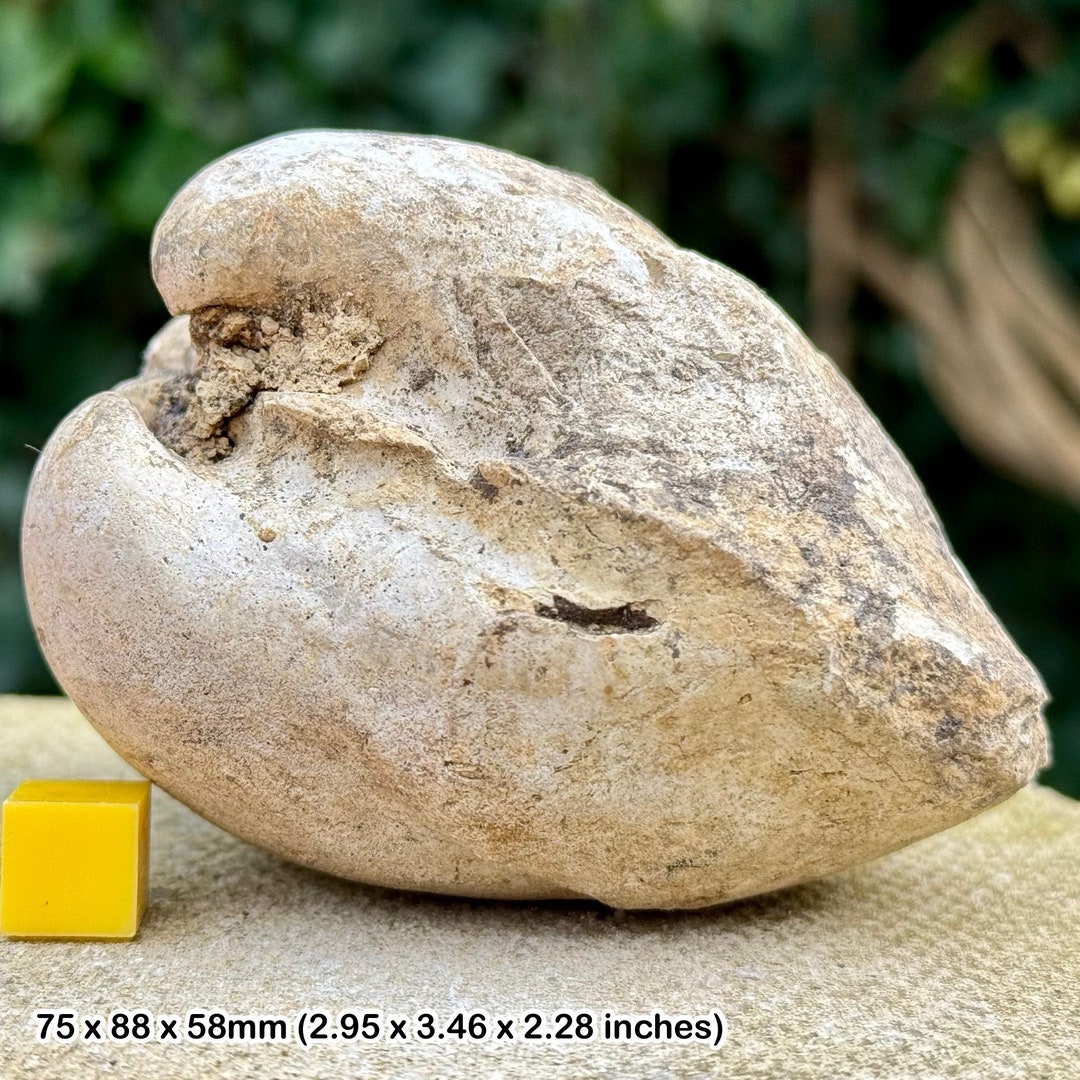 Rare Giant Double Bivalve Fossil From Cretaceous Isle of Wight, Uk ...