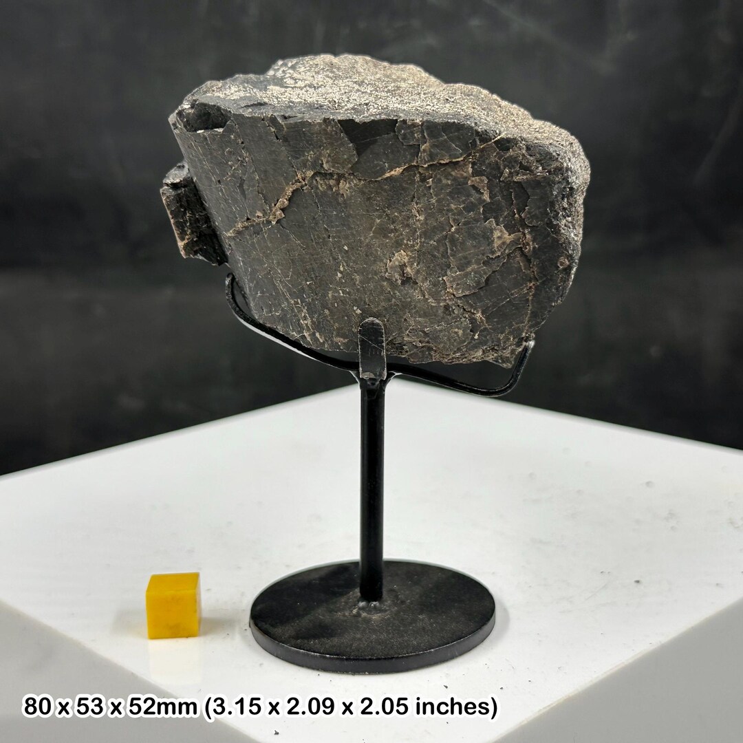 Camarasaurus Dinosaur Limb Bone Fossil, Morrison Formation, Metal Stand ...