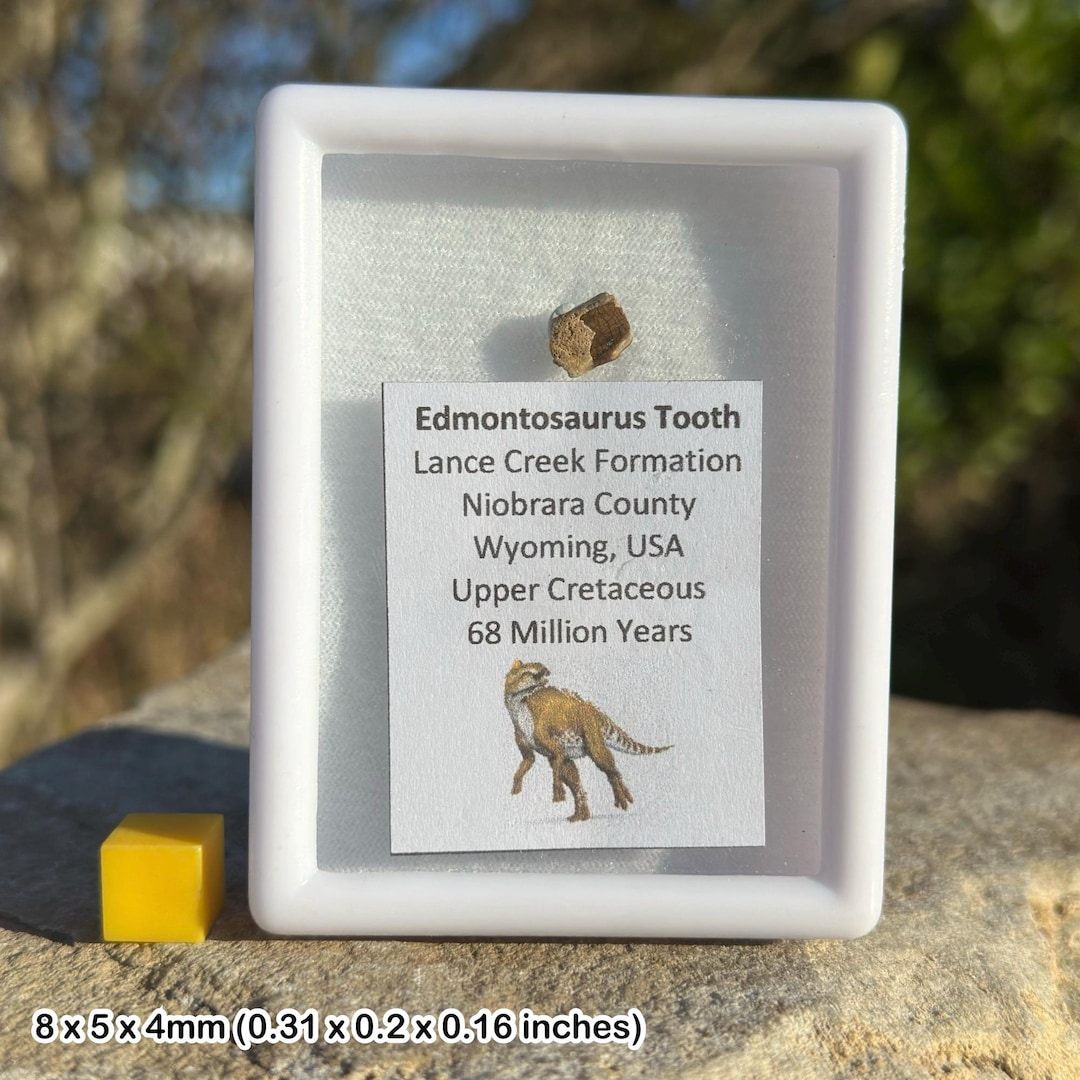 Edmontosaurus Dinosaur Tooth (hadrosaur), Cretaceous Usa, Certified - Etsy