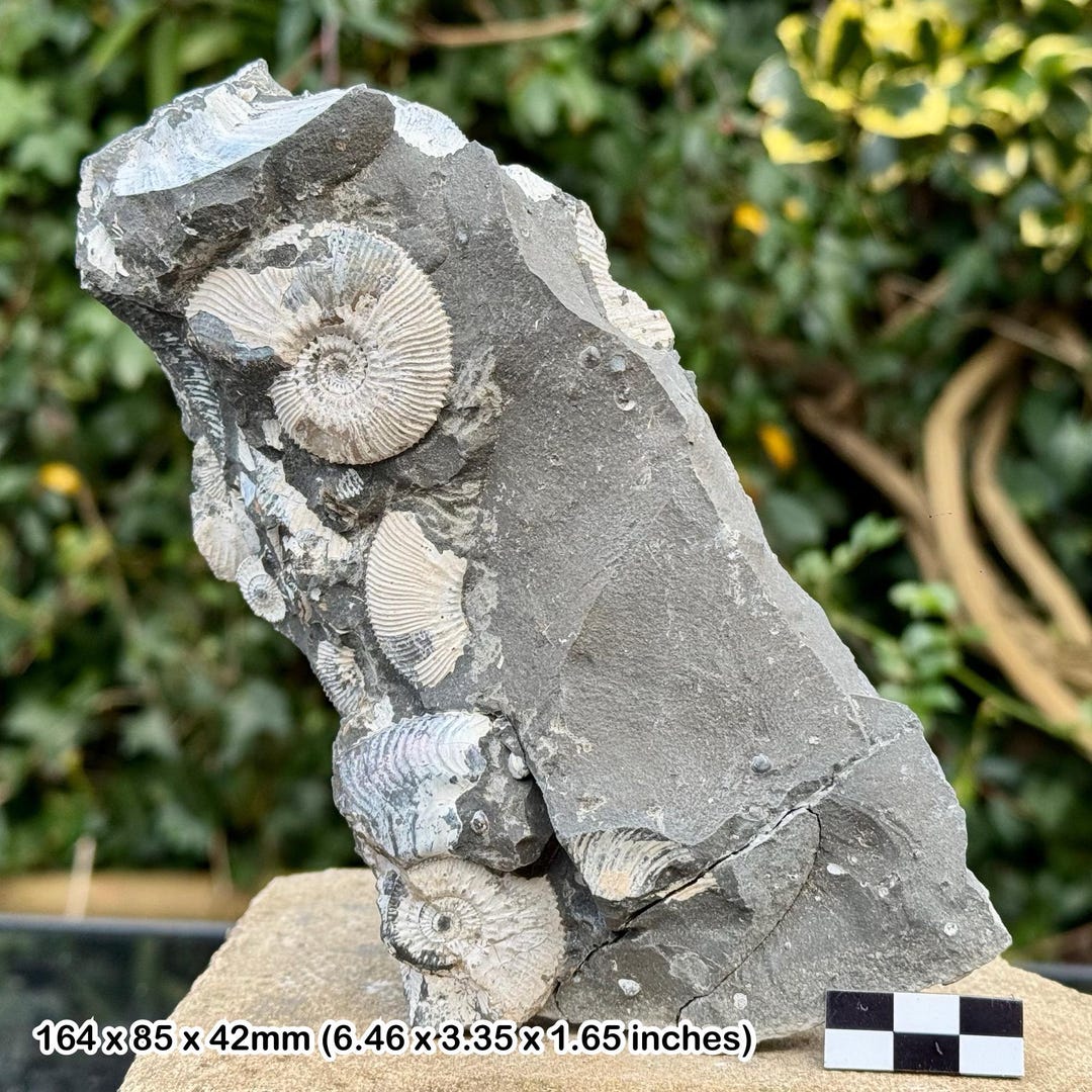 Rare Kosmoceras Jasoni Ammonite Fossil Block - Upper Oxford Clay ...