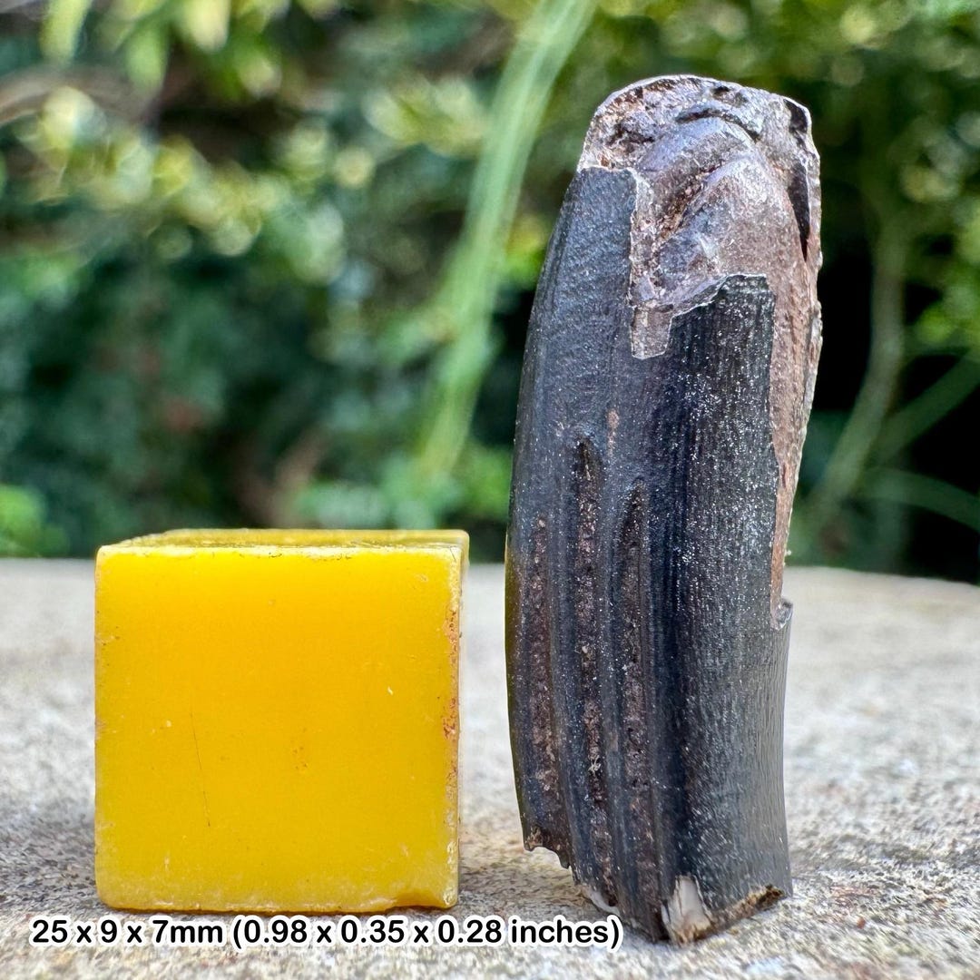 Rare Fossil Giant Beaver Tooth Castoroides, Pleistocene, Northern ...